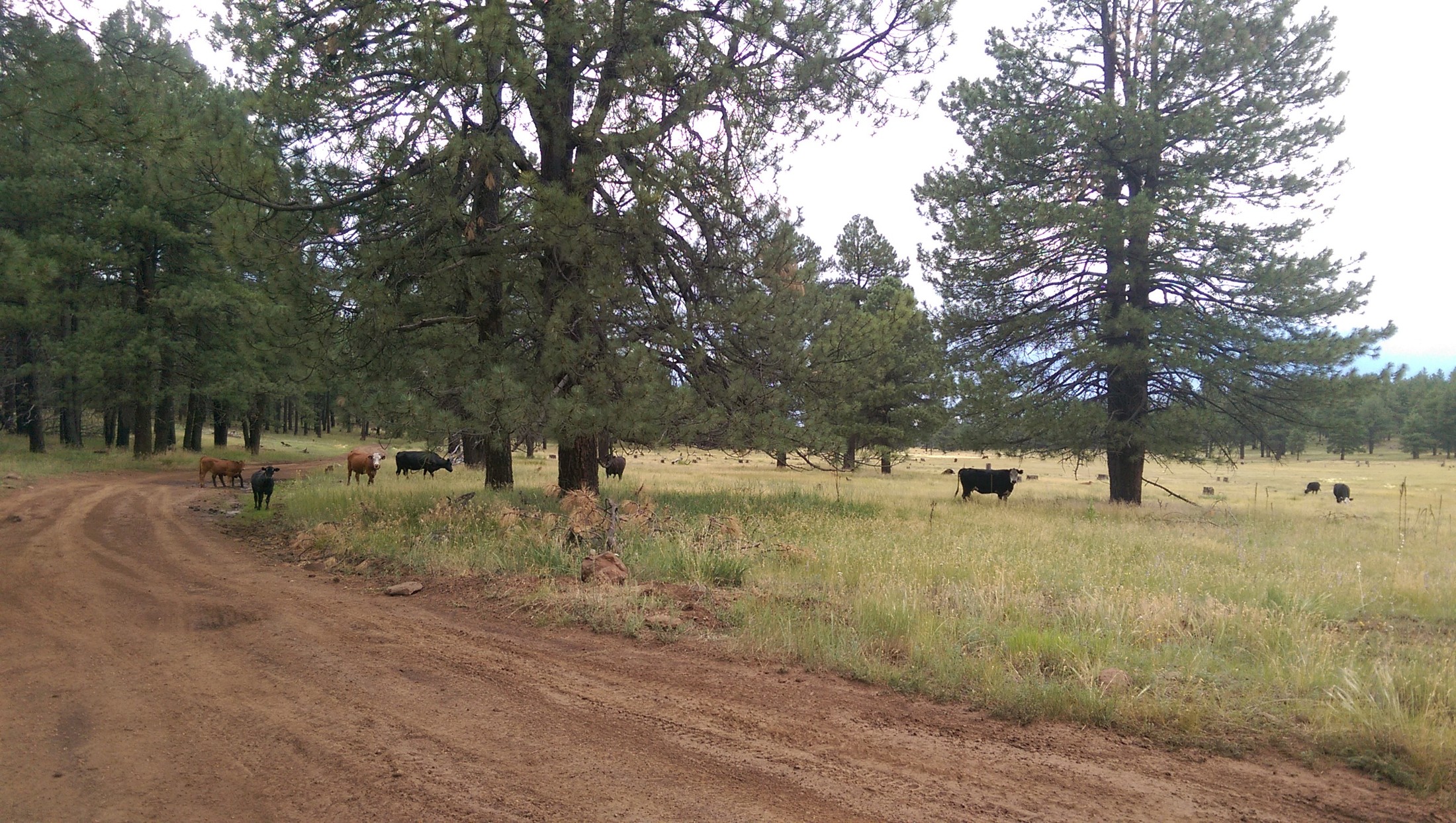 Fry Lake Trail, Arizona | GPS Map, Photos & Reviews