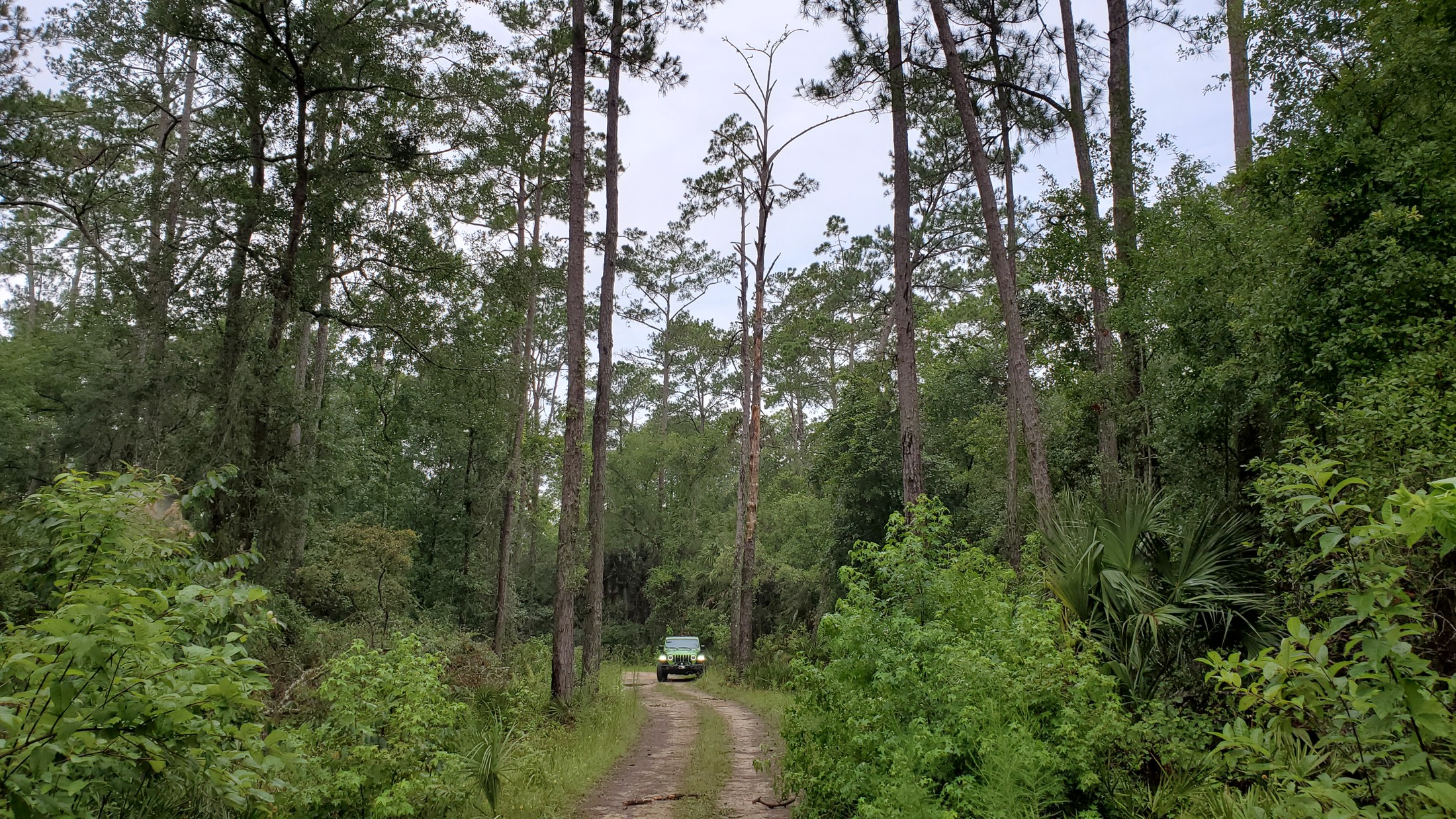 Goethe - South Gasline Road, Florida | Offroad Trail Guide & Map