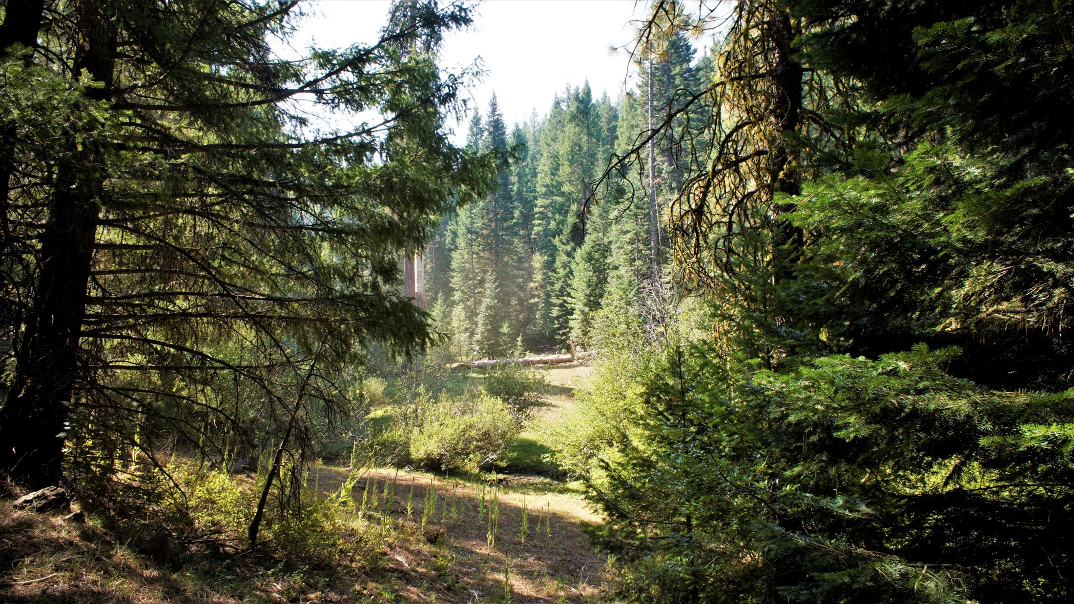 Timber Flat, Idaho | Offroad Trail Guide & Map