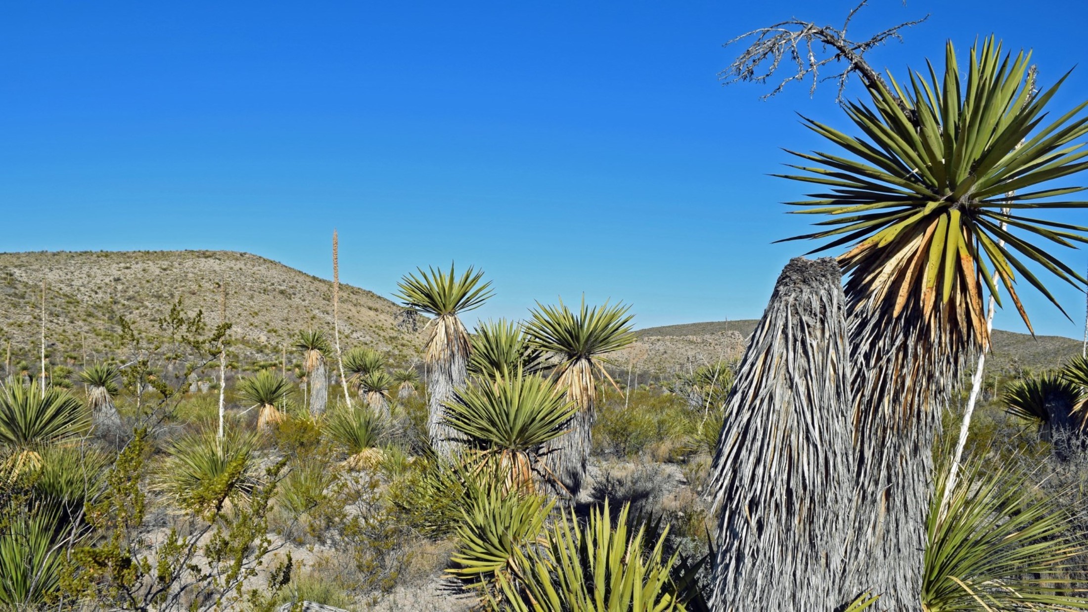 Dagger Flat Auto Trail, Texas | GPS Map, Photos & Reviews