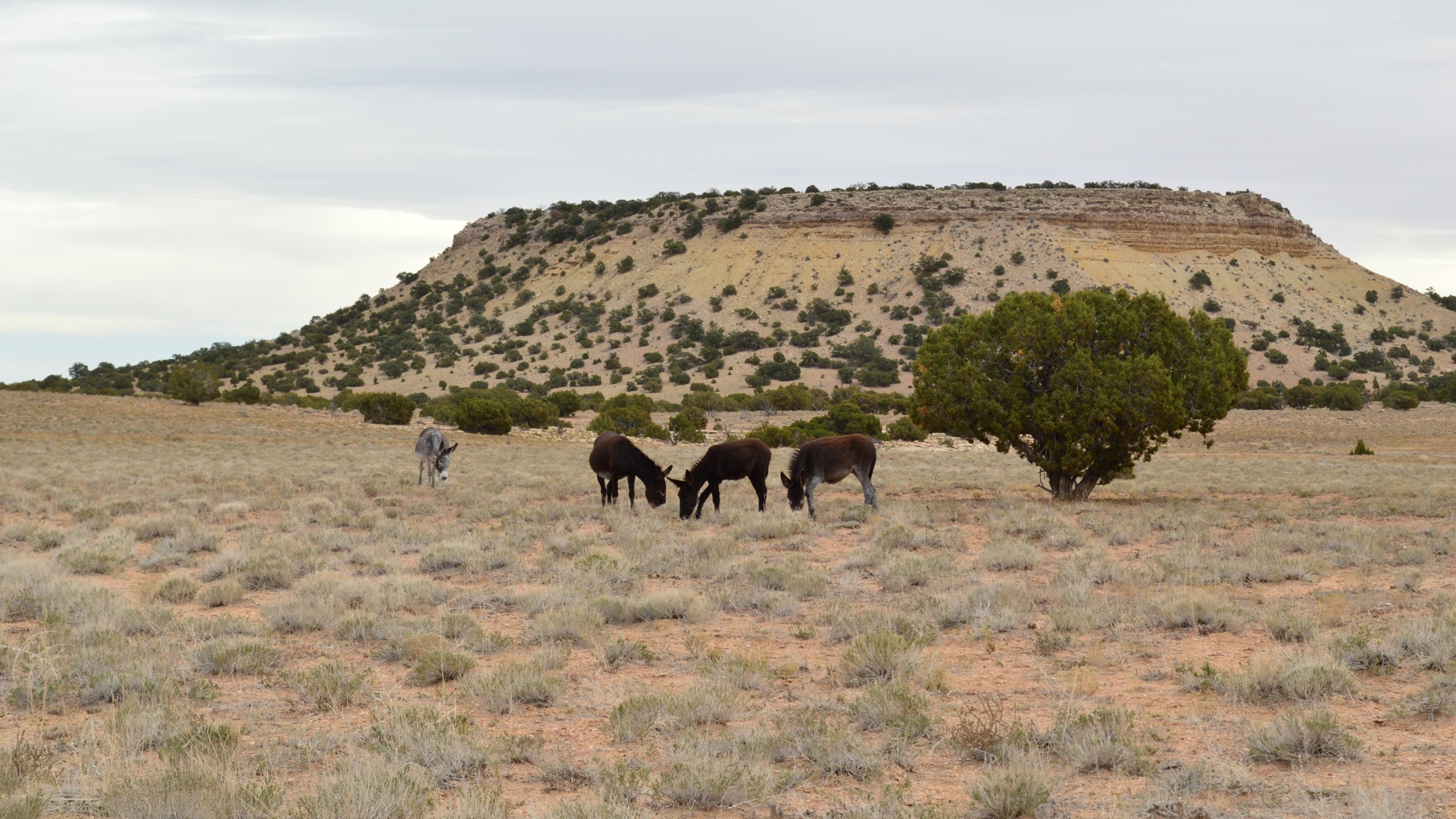 Jackass Benches, Utah | Offroad Trail Guide & Map